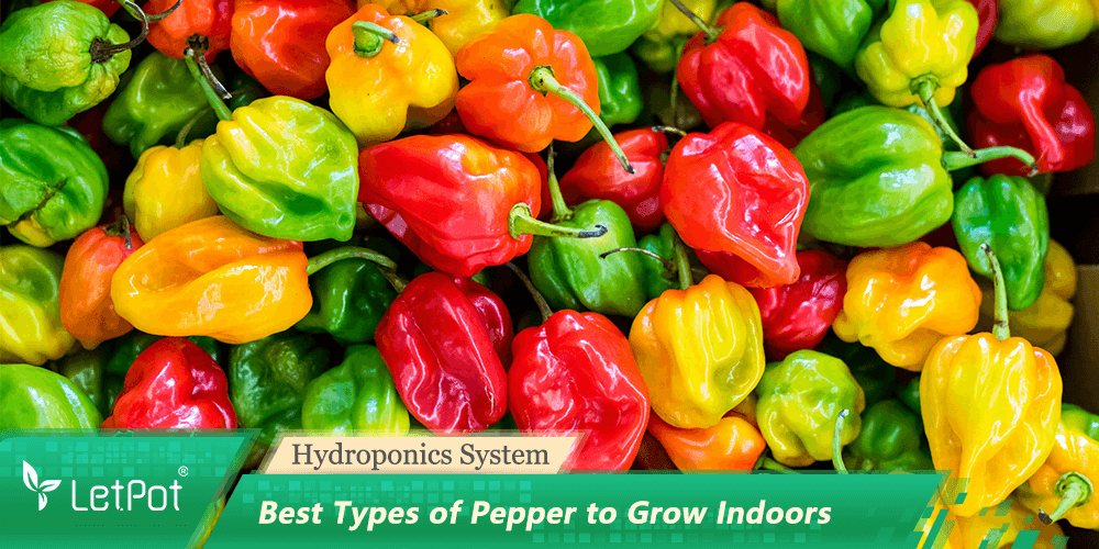 Best Types of Pepper to Grow Indoors